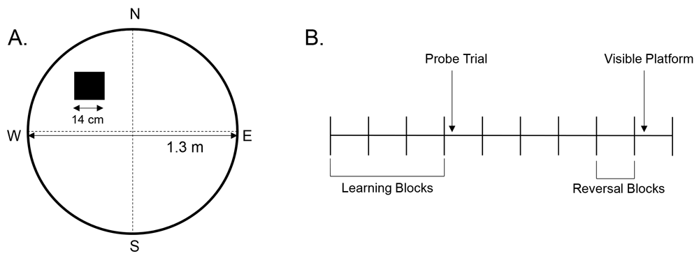 Reversal learning paradigm reveals deficits in... | F1000Research