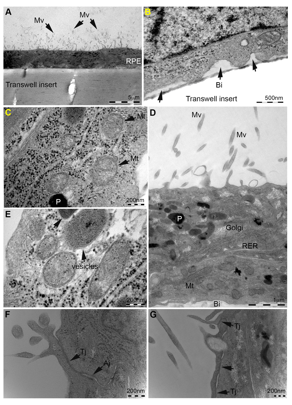 A convenient protocol for establishing a human cell... | F1000Research