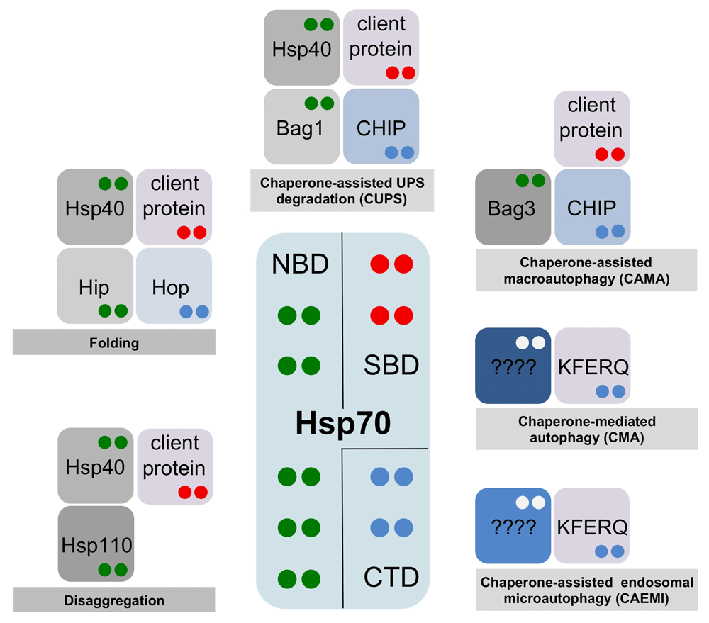 Hsp70 chaperone: a master player in protein... | F1000Research