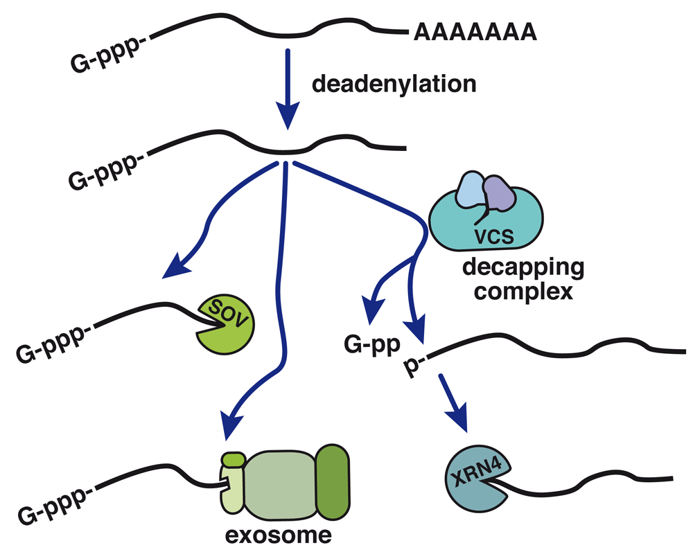 Beyond transcription factors: roles of mRNA decay... | F1000Research