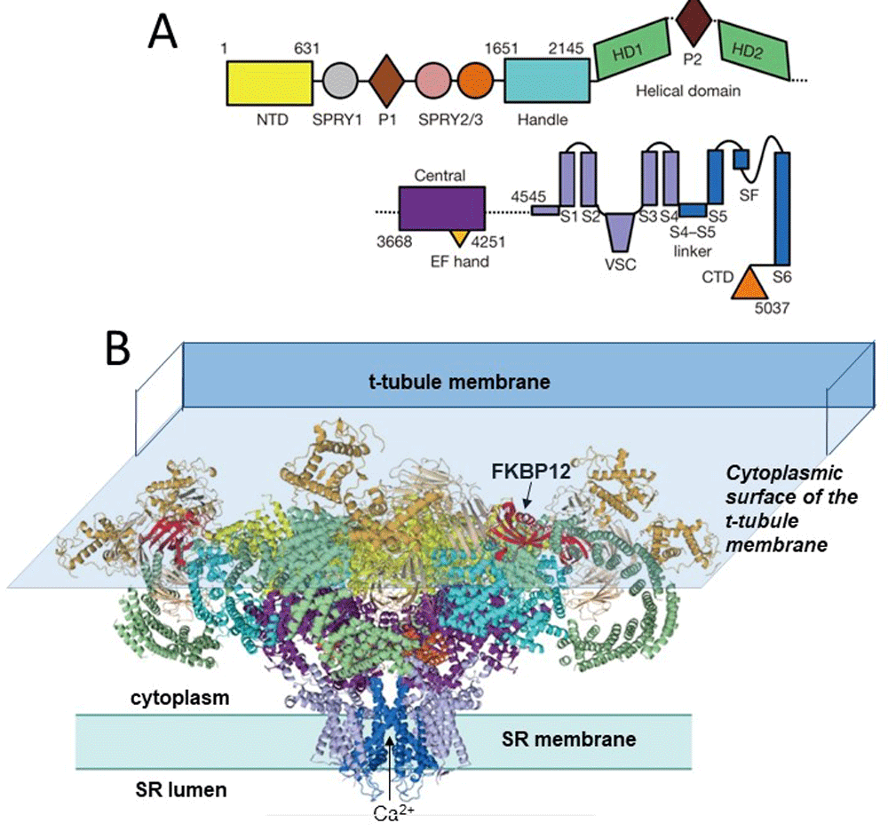 Recent advances in understanding the ryanodine... | F1000Research