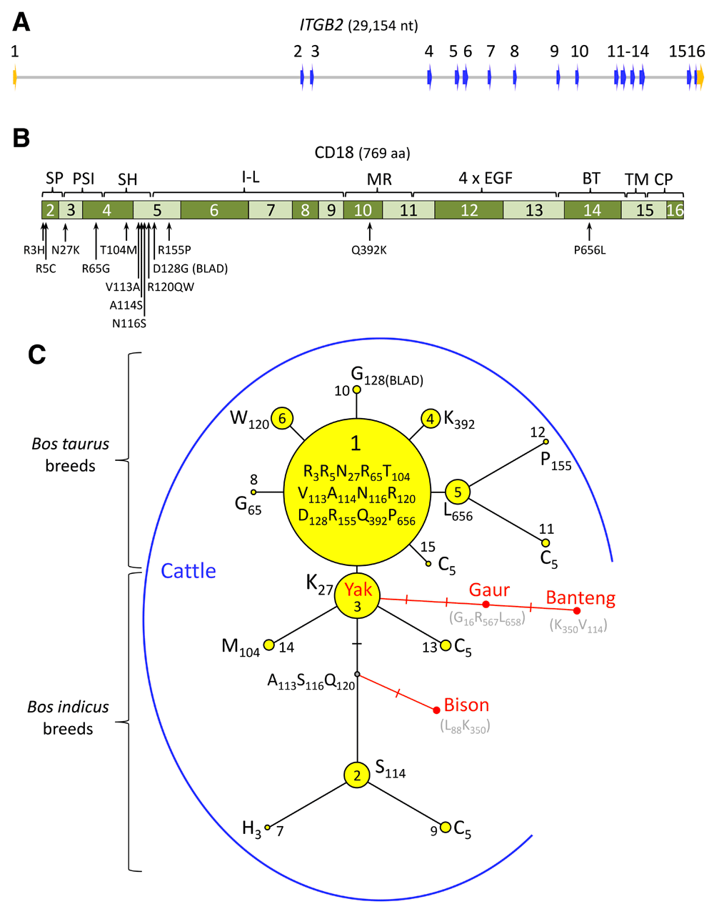 A bovine CD18 signal peptide variant with increased... | F1000Research