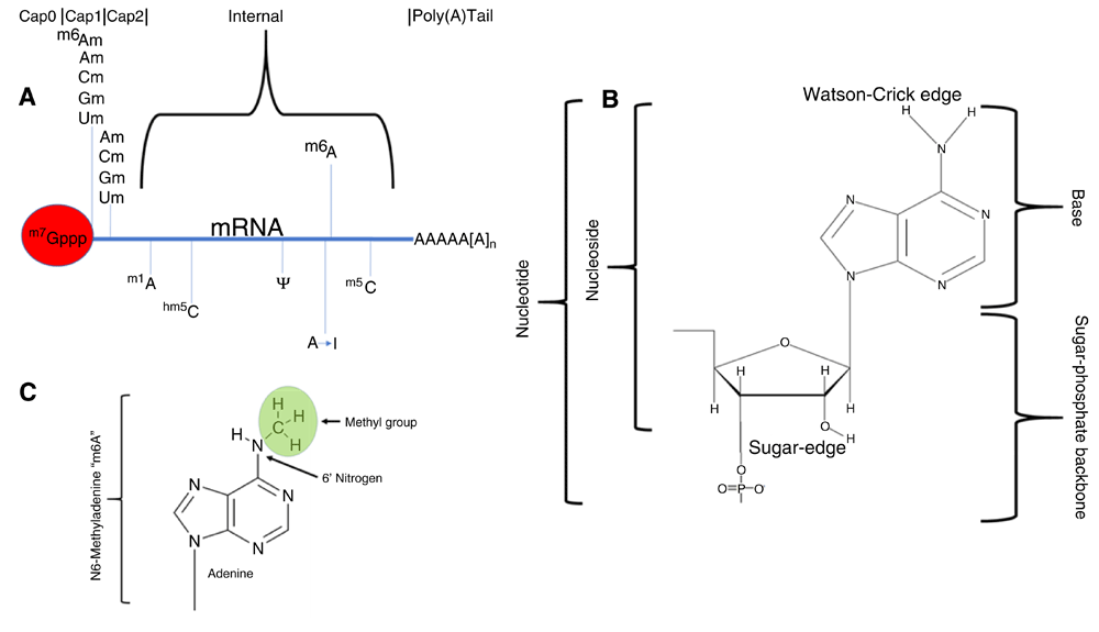 Detection and analysis of RNA methylation | F1000Research