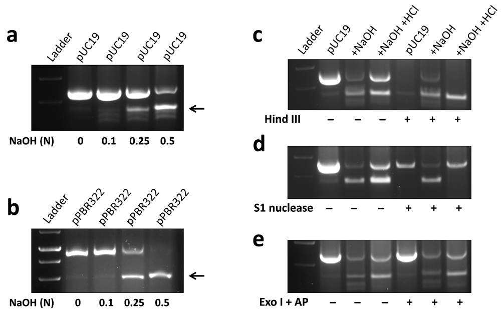 Non-intertwined strands of plasmid DNA... | F1000Research
