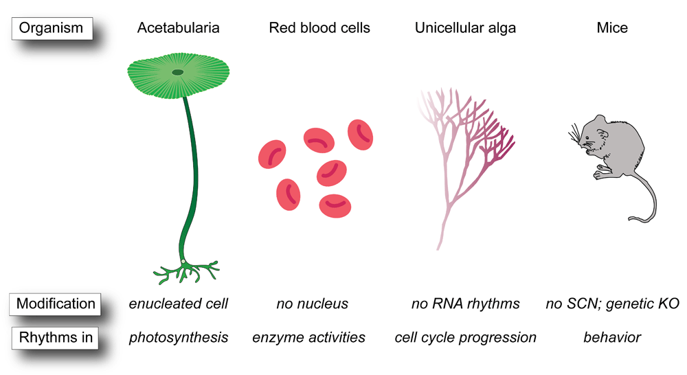 A period without PER: understanding 24-hour rhythms... | F1000Research