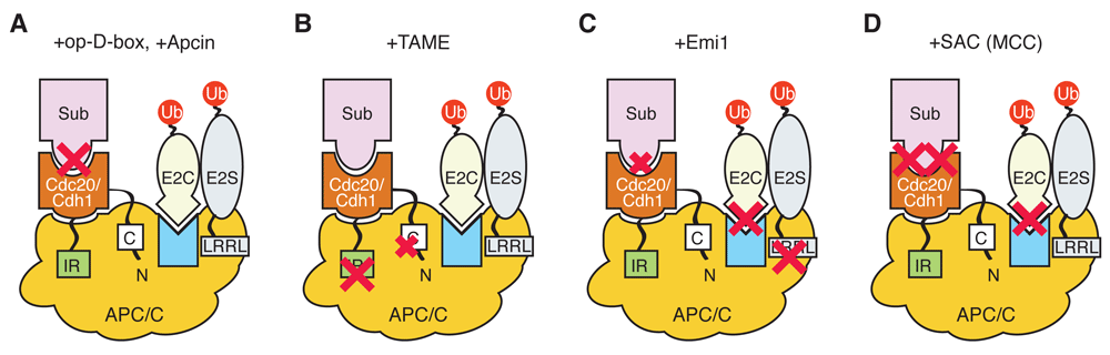 APC/C: current understanding and future... | F1000Research