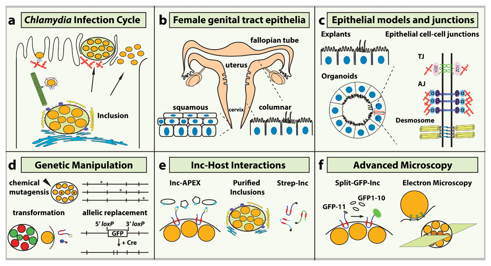 A renewed tool kit to explore Chlamydia... | F1000Research