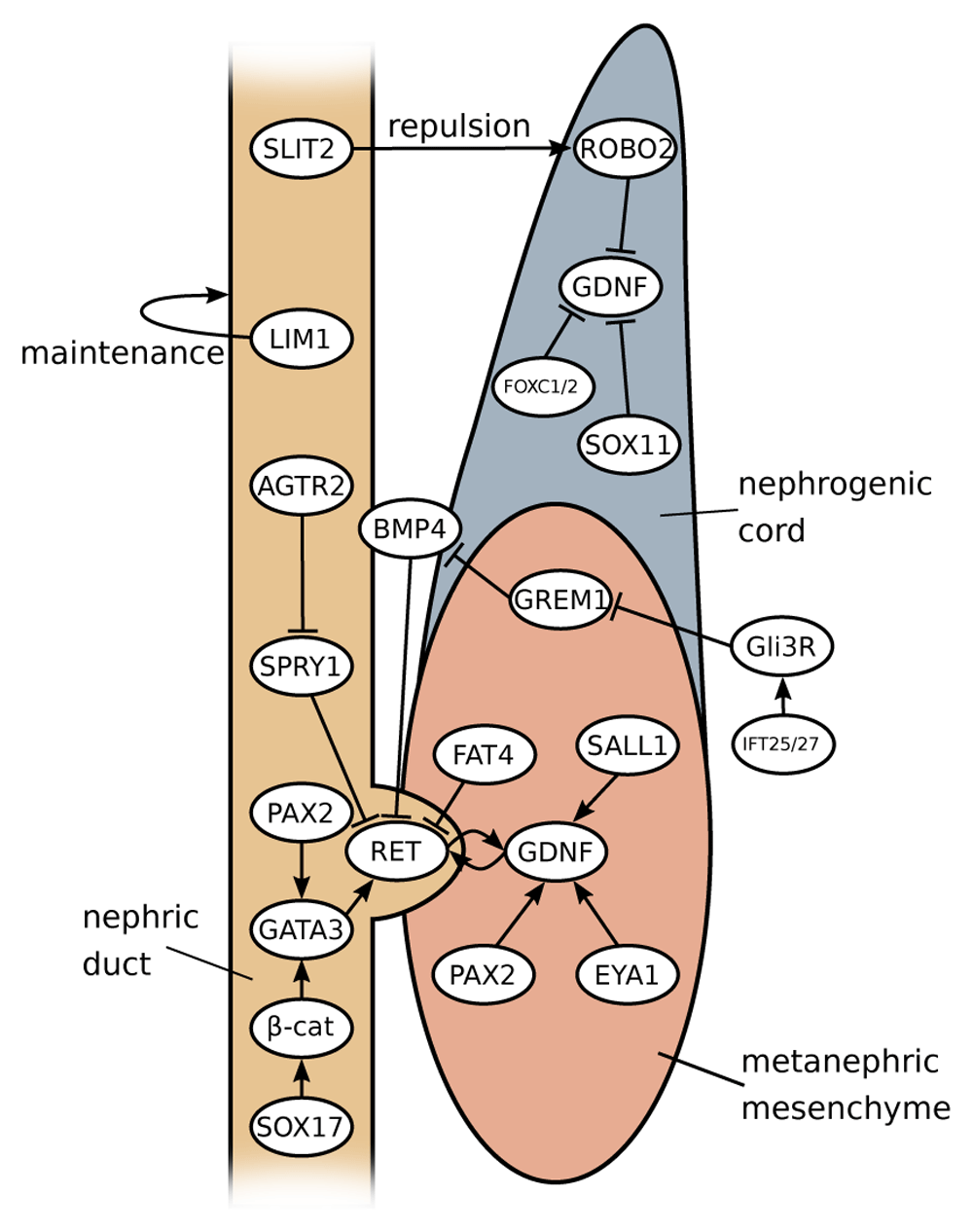 Duplex kidney formation: developmental mechanisms... | F1000Research