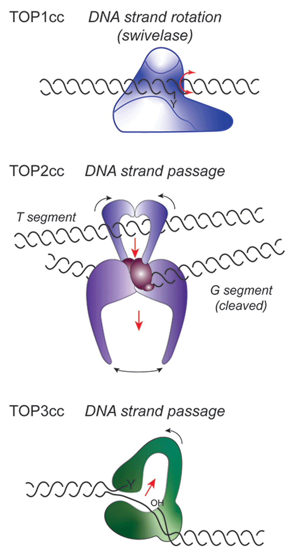Topoisomerases and cancer chemotherapy: recent... | F1000Research
