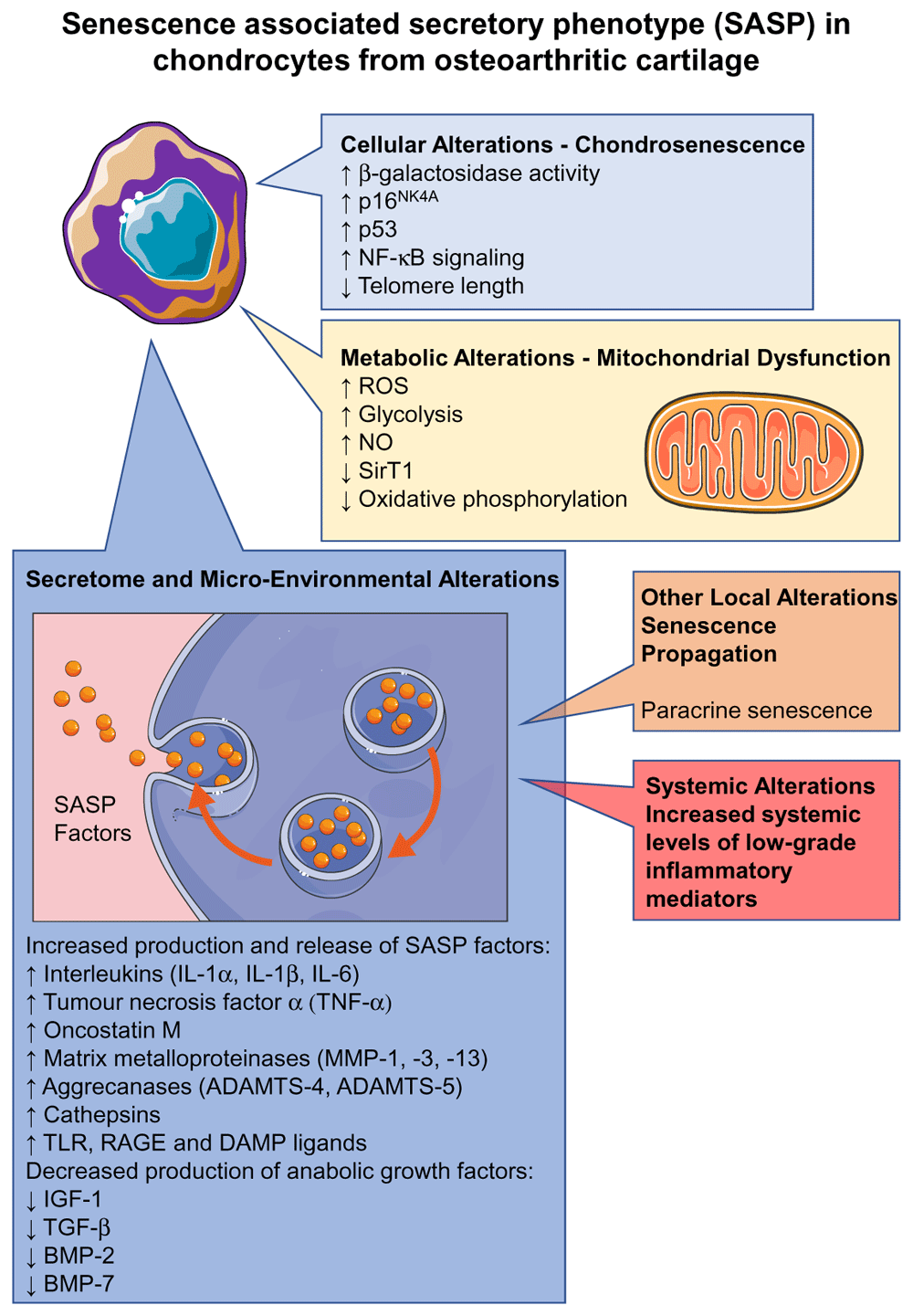 Recent advances in understanding the phenotypes... | F1000Research