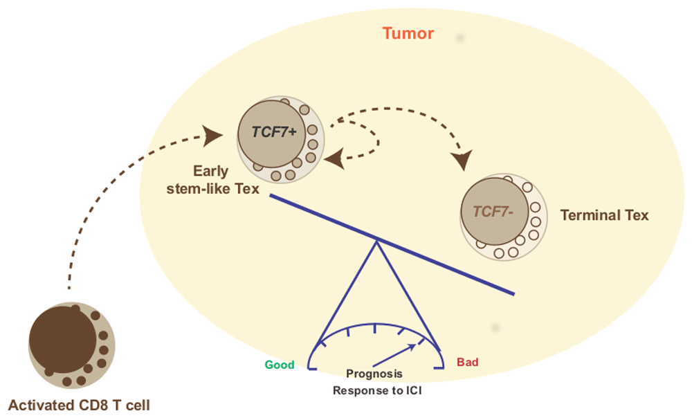 Cancer immunosurveillance by CD8 T cells | F1000Research