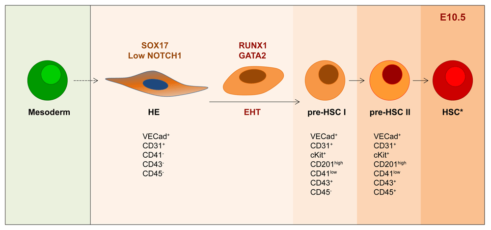Blood making: learning what to put into the dish | F1000Research