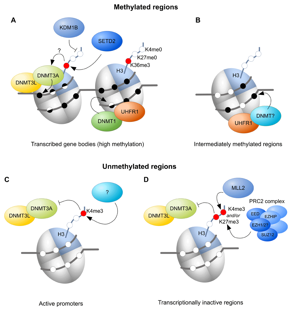 The enigma of DNA methylation in the mammalian... | F1000Research
