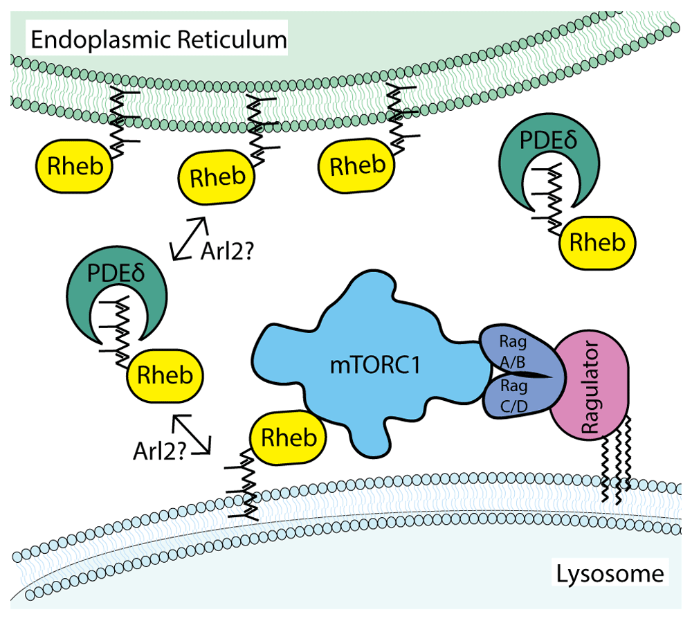 Coordination of Rheb lysosomal membrane... | F1000Research
