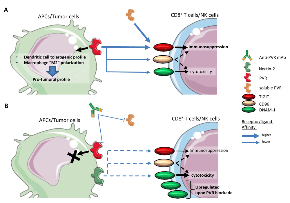 Targeting the “PVR–TIGIT axis”... | F1000Research