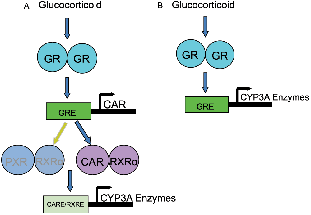 Regulation of CYP3A genes by glucocorticoids in... | F1000Research