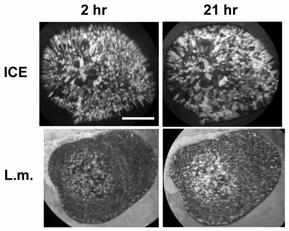 An ice-binding protein from an Arctic grass, Leymus... | F1000Research