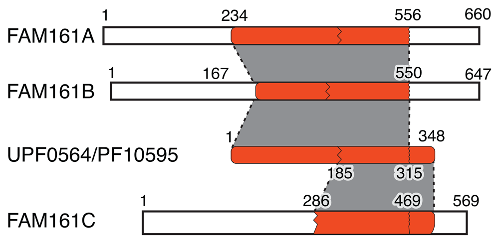 Structural bioinformatics predicts that the... | F1000Research