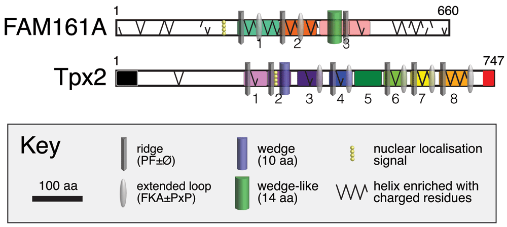 Structural bioinformatics predicts that the... | F1000Research