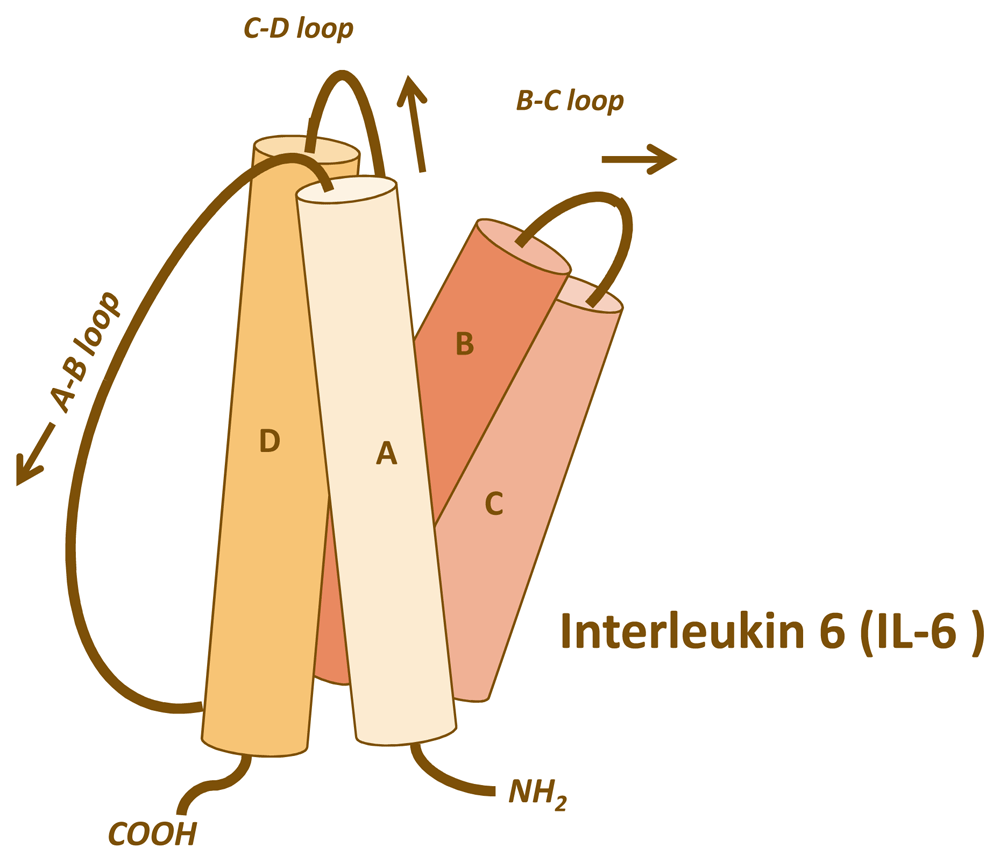 Interleukin-6 signalling in health and disease | F1000Research