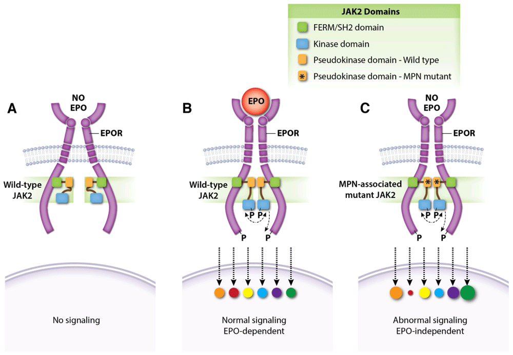 Erythropoietin regulation of red blood cell... | F1000Research
