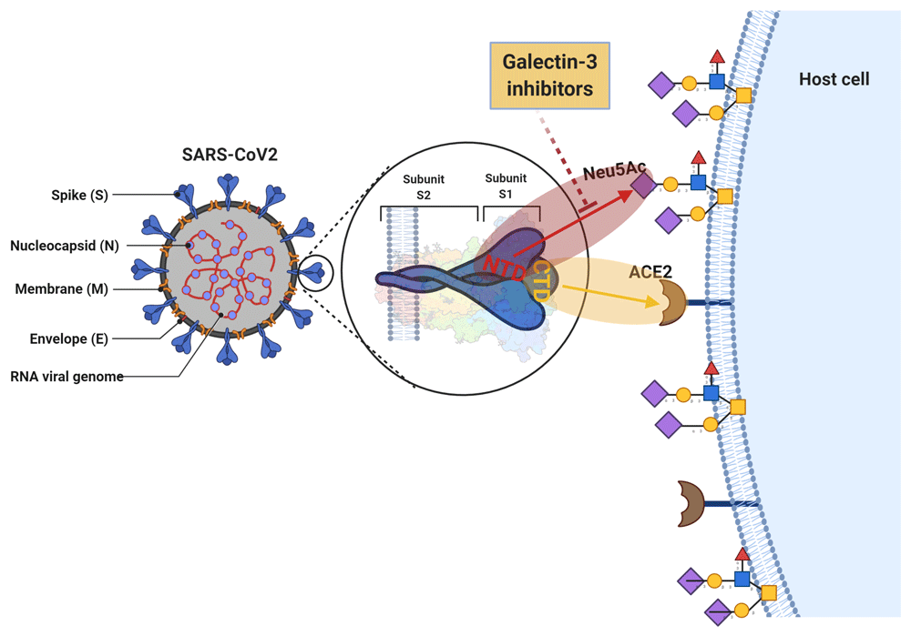 Immunopathology of galectin-3: an increasingly... | F1000Research
