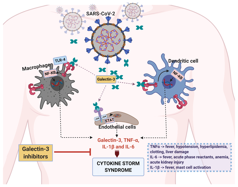 Immunopathology of galectin-3: an increasingly... | F1000Research