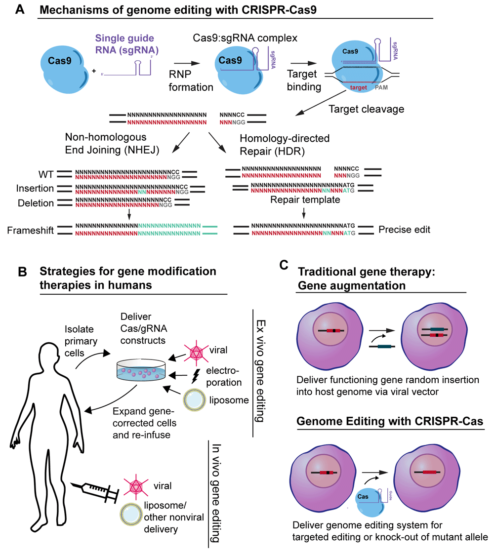 Gene Editing In Dermatology Harnessing Crispr F1000research