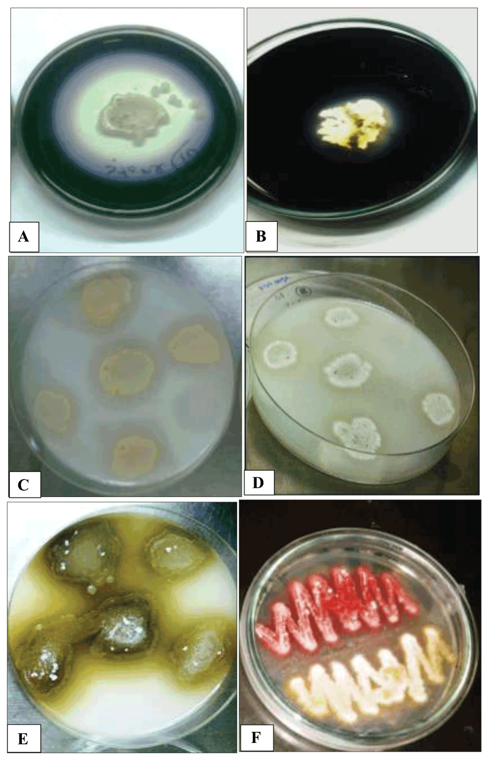 A new record of Actinobacteria isolated from soil... | F1000Research