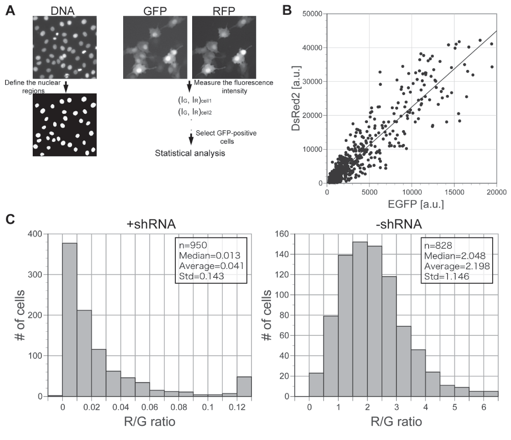 Imagej Measuring Fluorescence Intensity