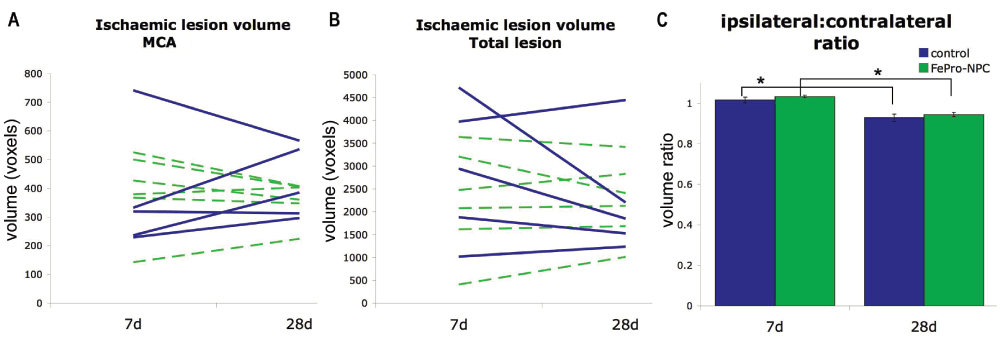 Monitoring ferumoxide-labelled neural progenitor... | F1000Research