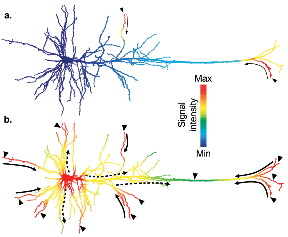 What Is Neuronal Activity