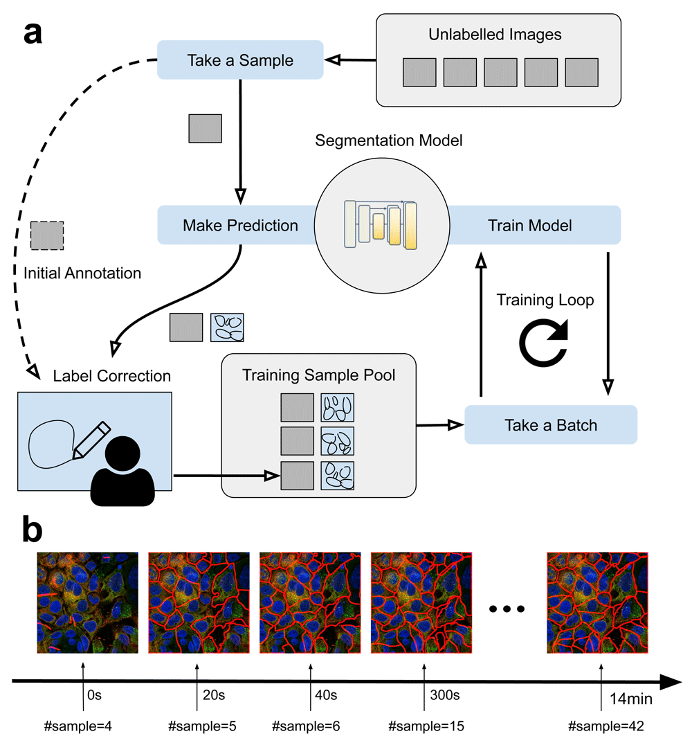 Interactive biomedical segmentation tool powered by... | F1000Research