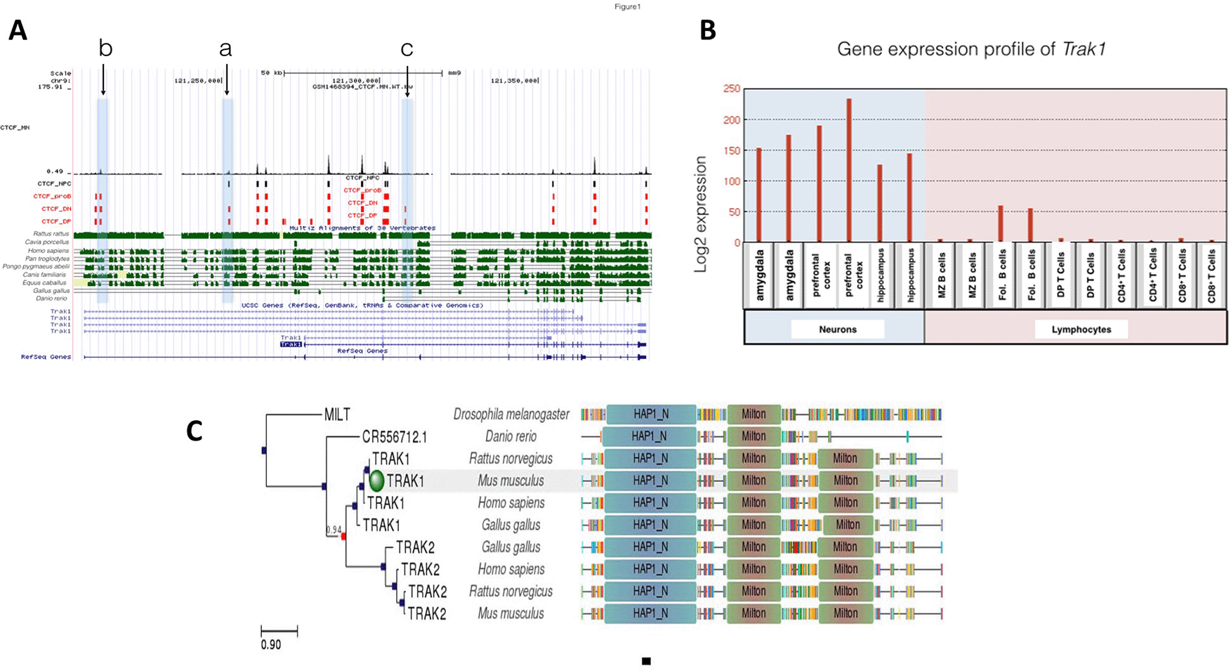 Differential CTCF binding in motor neurons and... | F1000Research