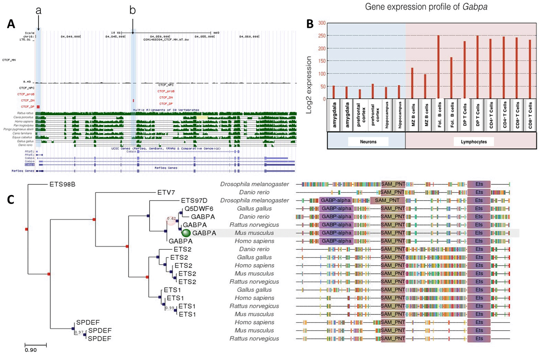 Differential CTCF binding in motor neurons and... | F1000Research