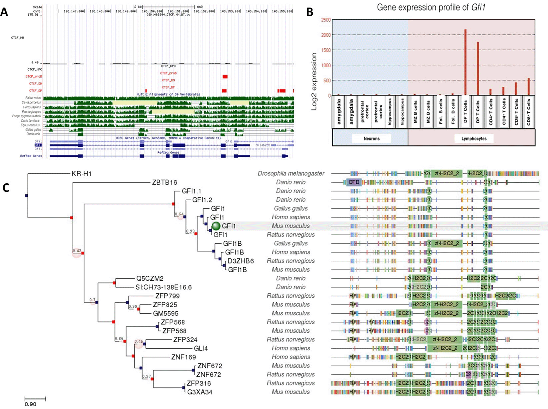 Differential CTCF binding in motor neurons and... | F1000Research