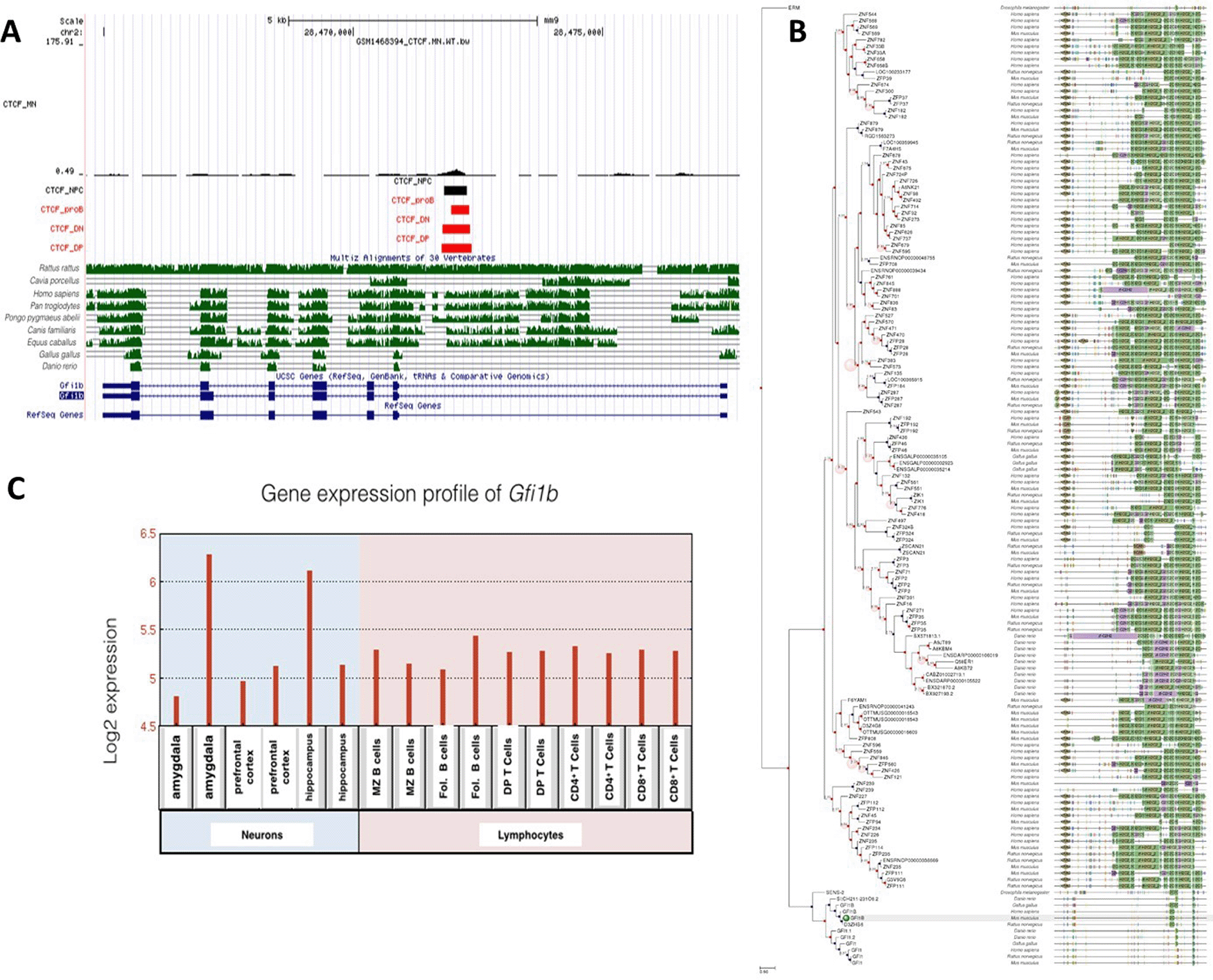 Differential CTCF binding in motor neurons and... | F1000Research