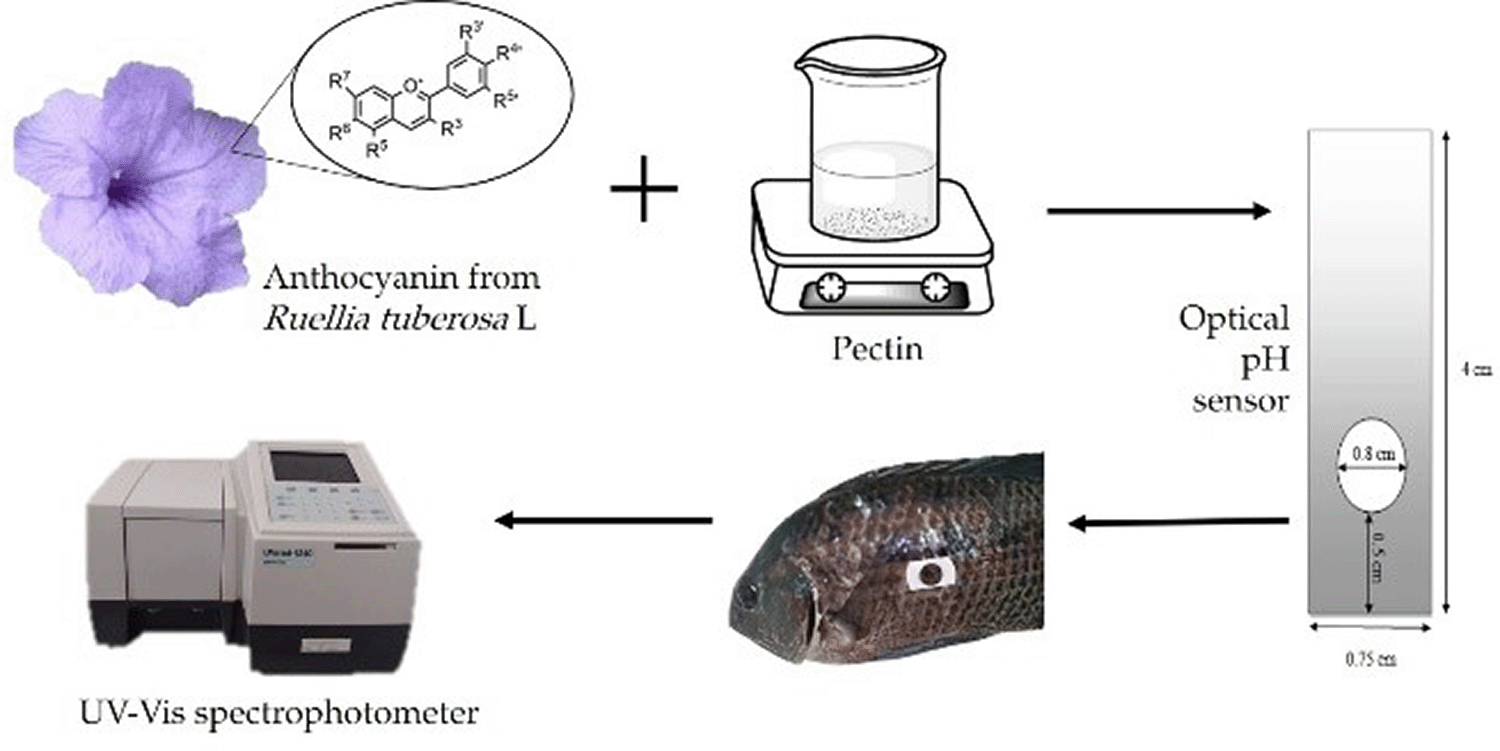 A simple optical pH sensor based on pectin and... | F1000Research