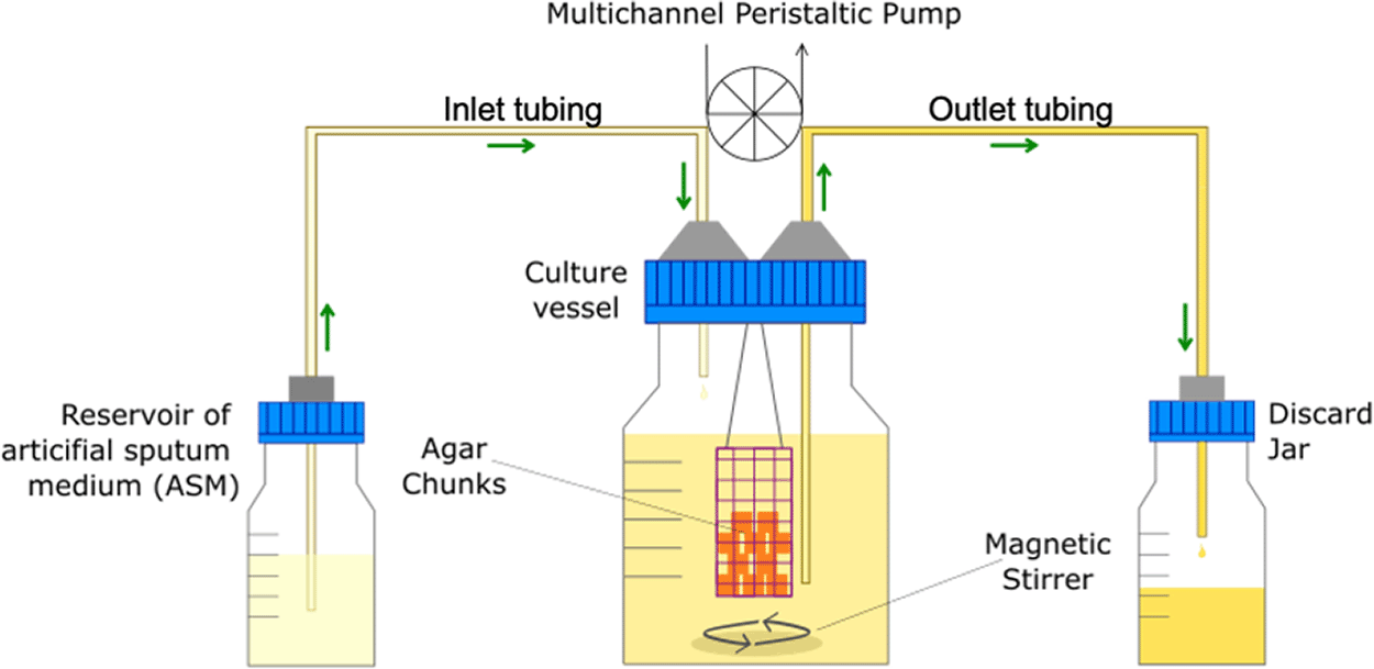 An in vitro model for the cultivation of... | F1000Research