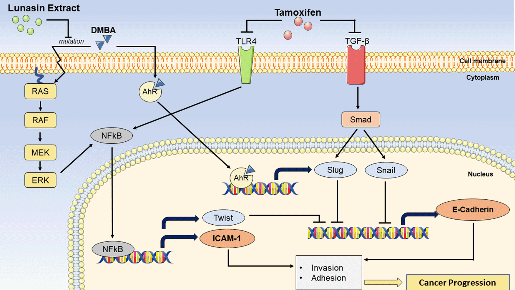 The potential of lunasin extract for the prevention... | F1000Research