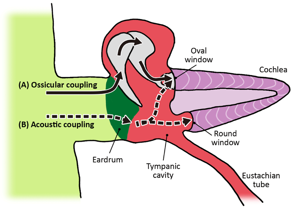 Mechanics of the Peripheral Auditory System:... | F1000Research