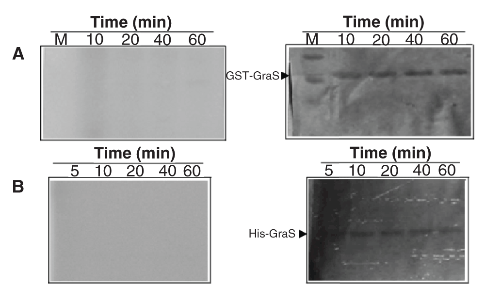 Diversity of two-component systems: insights into... | F1000Research