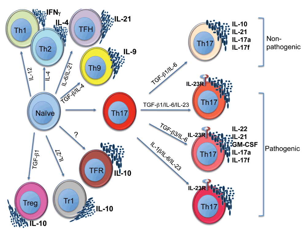 Defining the functional states of Th17 cells | F1000Research