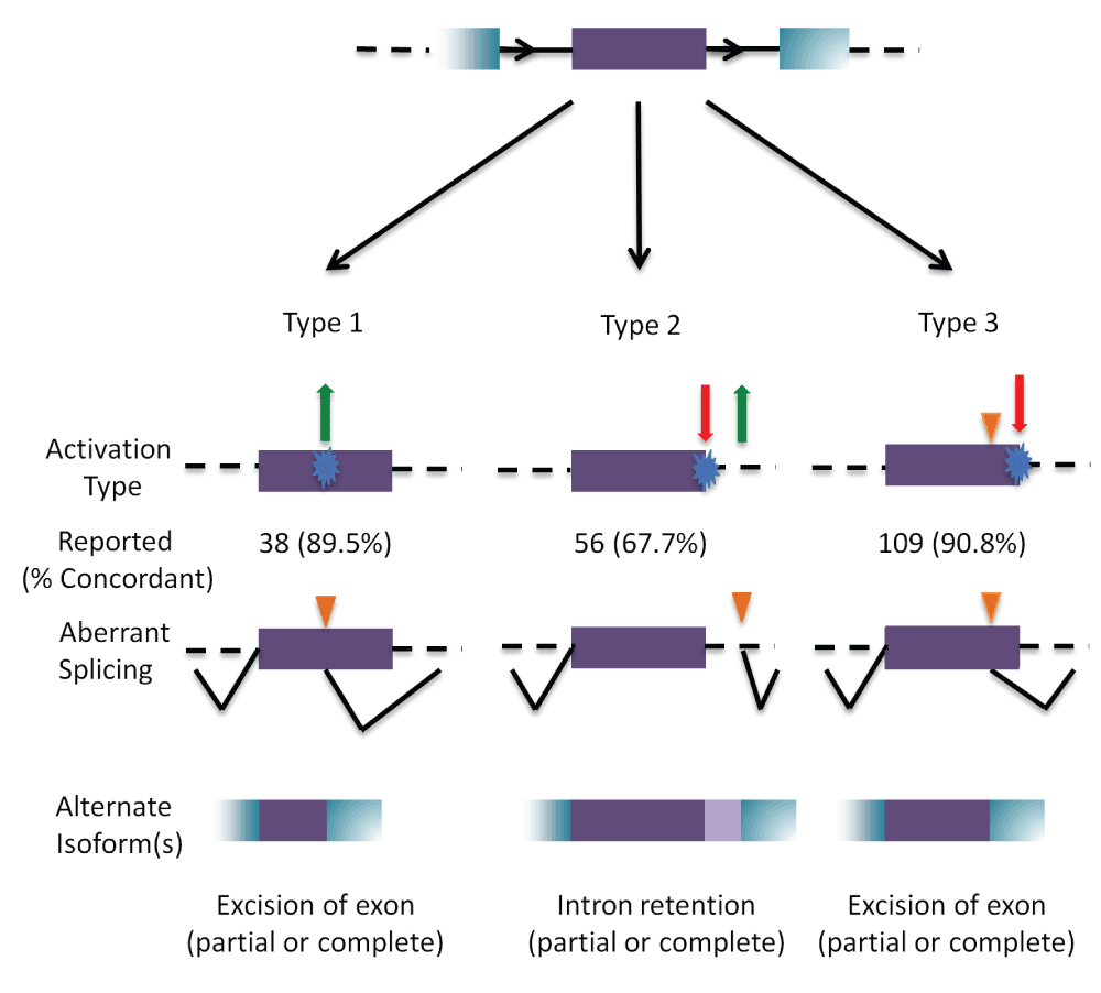 Interpretation of mRNA splicing mutations in... | F1000Research