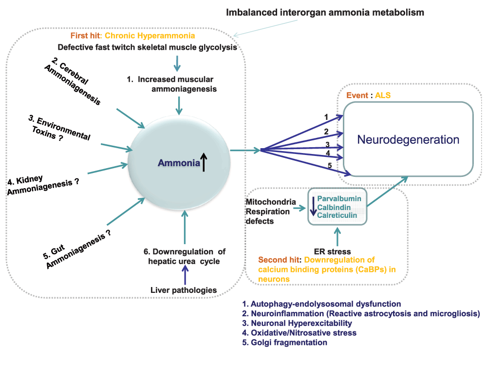 Als Disease Diagrams Simple Mitochondria Density Decreased On The