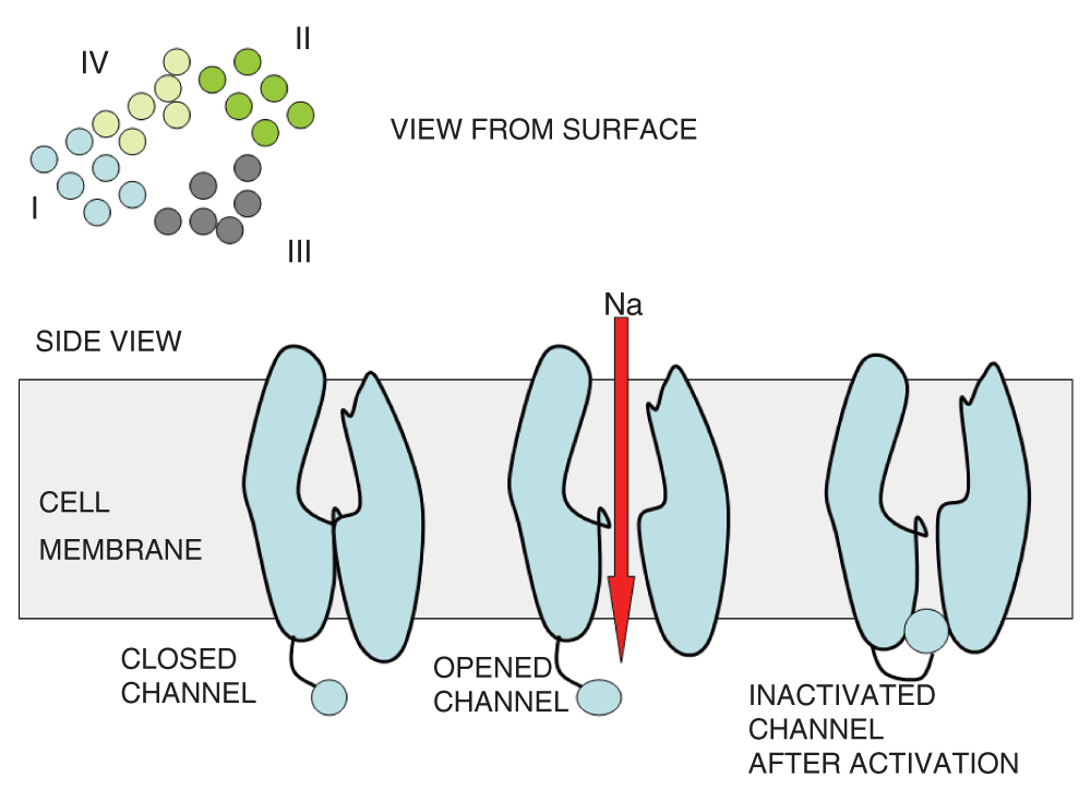 Voltage-gated sodium channel as a target for... | F1000Research