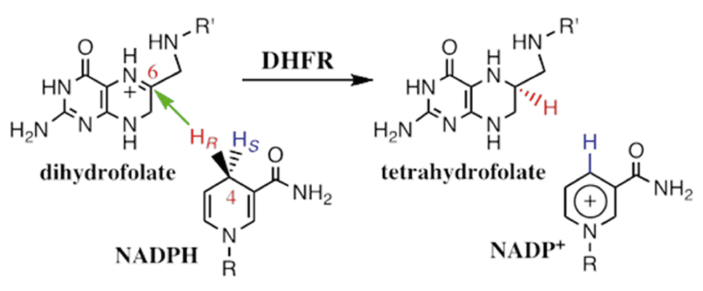 Dihydrofolate reductase as a model for studies of... | F1000Research
