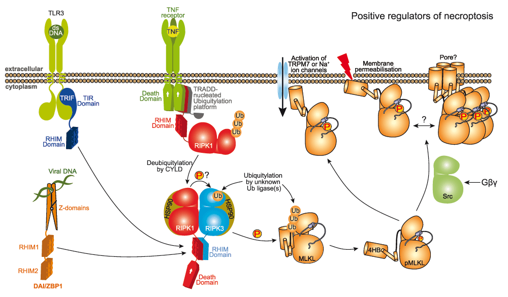Post-translational control of RIPK3 and MLKL... | F1000Research
