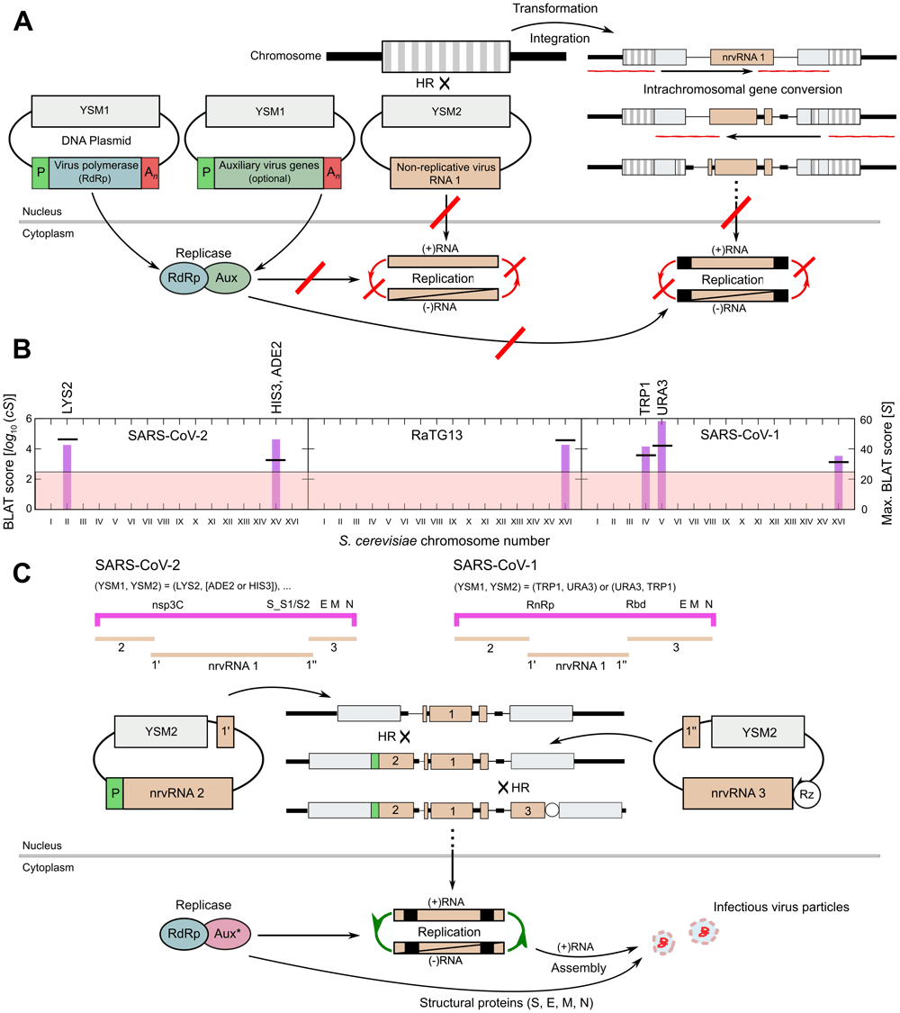 Differential enrichment of yeast DNA in... | F1000Research