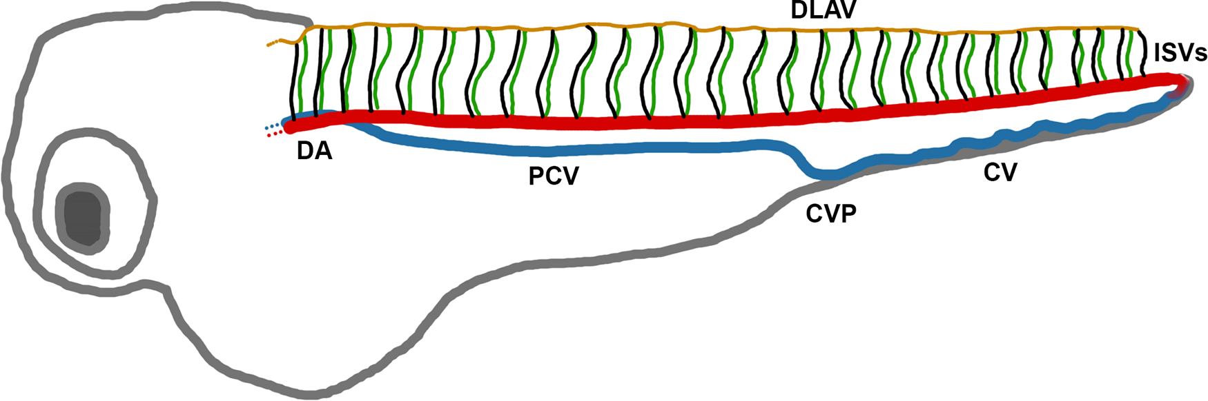 Quantifying endothelial cell proliferation in the... | F1000Research